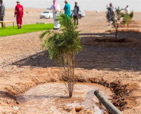 Saudi National Water Company Plants One Million Trees In Madinah Region