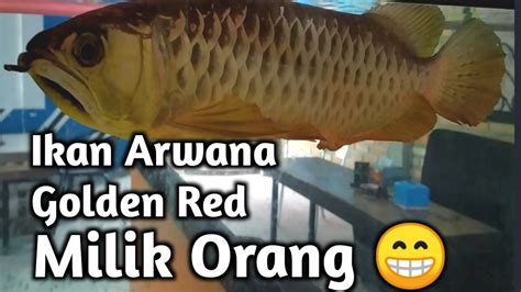 Ikan Arwana Golden Red Miliknya Orang Youtube