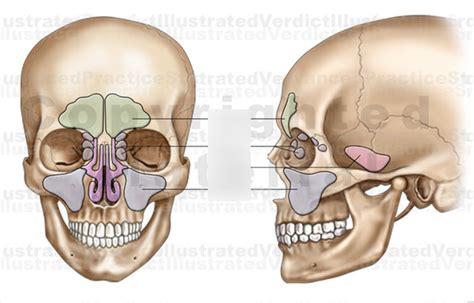 Sinuses Diagram Quizlet
