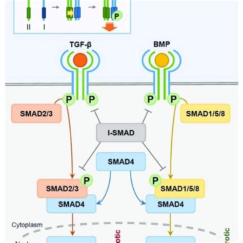Potential therapeutic target sites in the TGF β BMP signaling pathway