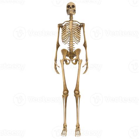 Free Esqueleto De Cuerpo Humano D Limpio Y Realista Png With
