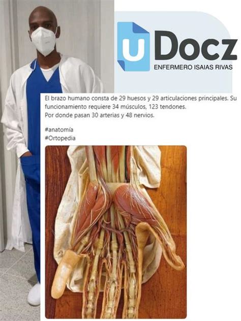 Anatomía del brazo Enfermero Isaias Rivas enfermeroisaiasrivas uDocz