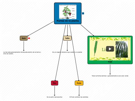 Partes De La Planta Mind Map