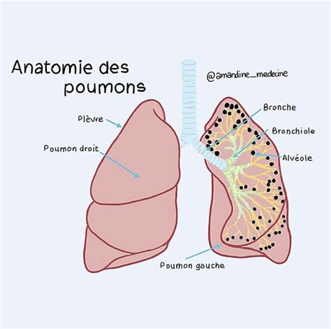 Épinglé par valerie sur les sciences Schéma corps humain Anatomie