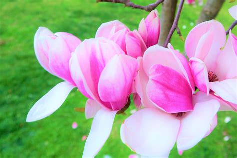 Fleur Arbre Branche Le Photo Gratuite Sur Pixabay Pixabay