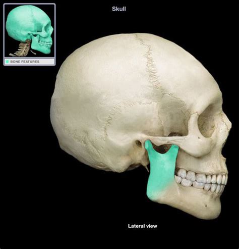 Anatomy Lab Exam Flashcards Quizlet