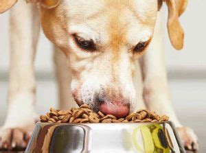 La Gu A Completa Para Alimentar Saludablemente A Tu Perro