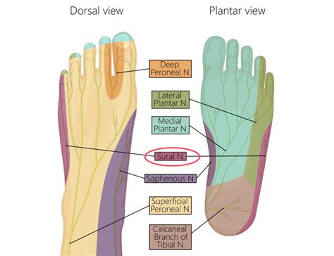 Understanding A Pinched Nerve In Calf Sport Doctor London