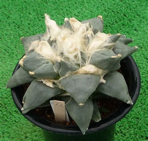 Yahoo オークション サボテン 多肉植物 三つ疣花牡丹 22
