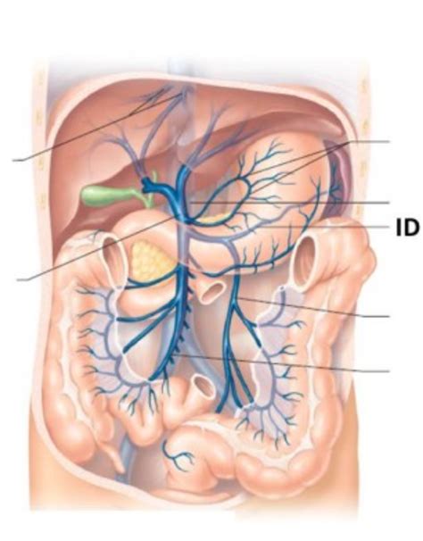 Hepatic Portal Circulation Diagram Quizlet