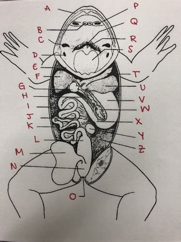 Frog Dissection Post Lab Flashcards Quizlet