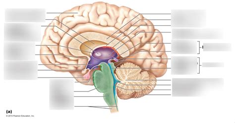 Brain Labeling Diagram Quizlet