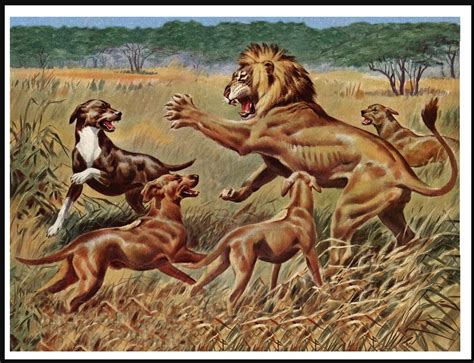 Rhodesian Ridgebacks Hunting Lions