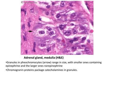 Ppt Histology Of Adrenal Gland Medulla Powerpoint Presentation Id