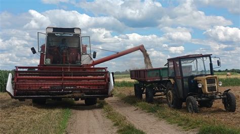 Żniwa owsa 2k23Ryk Bizona5 ton z hektara Ursus C 330 Bizon Z056