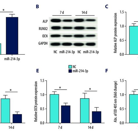 Effect Of MiR 214 3p Upregulation On Differentiation Of PDLSCs After