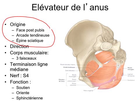 Origine et insertions latérales MEA UE8 Spé Petit Bassin Tutorat