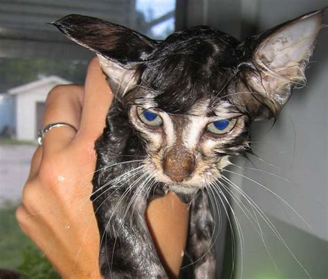 21 Hilarious Pictures Of Wet Cats Growld