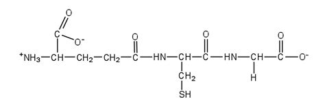 Tripeptide Structure Leu Pro Gly