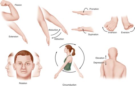 Module Musculoskeletal Flashcards Quizlet