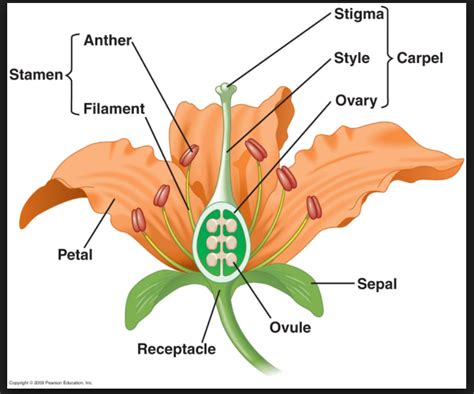 Science Flowers Diagram Quizlet