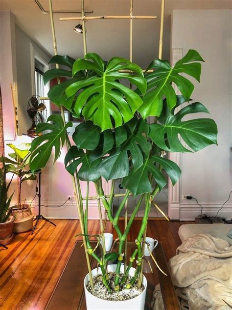 Pin by Юлия on Мой Inside plants House plants indoor Plant