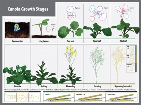 Canola Growth Stages Canola Encyclopedia