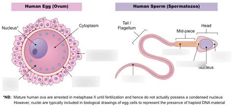 Diagrams Of Sperm And Egg Telegraph