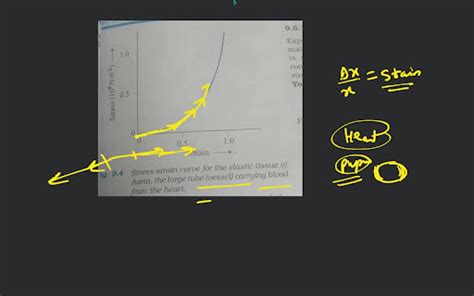 Ig Stress Strain Curve For The Elastic Tissue Of Aorta The Large Tu