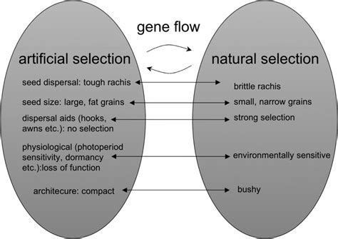 Artificial And Natural Selection Of The Domestication Syndrome The