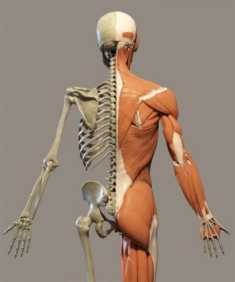 Anatomy And Physiology Cover Page