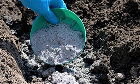 Cuándo ABONAR tus plantas Esta es la respuesta práctica