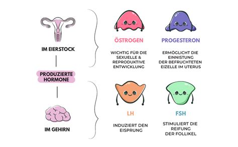 Östrogen Progesteron und co Funktion der weiblichen Sexualhor