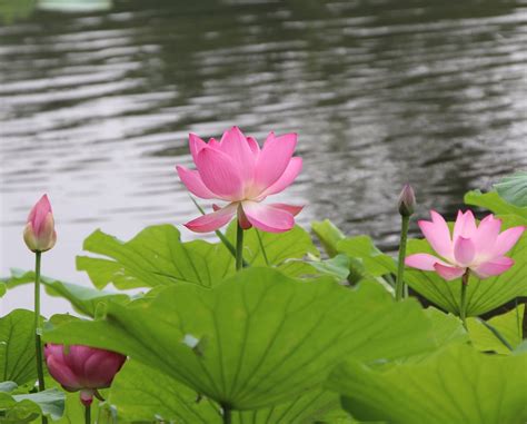 Teratai Bunga Bunga Kuncup Bunga Foto Gratis Di Pixabay Pixabay
