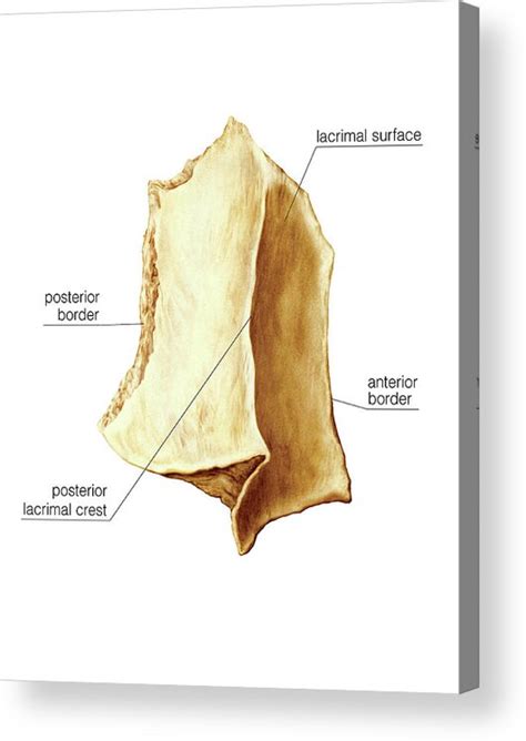 Lacrimal Bone Acrylic Print By Asklepios Medical Atlas 76032 The Best