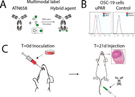 Figure 2 From Preclinical UPAR Targeted Multimodal Imaging Of