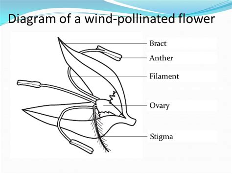 Wind Pollination Diagram