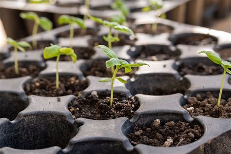 Planta De Semillero Bandeja Foto Gratis En Pixabay