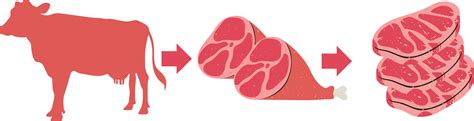 Cow To Meat Process Vector Learn Beef Cuts From Live Slaughtered