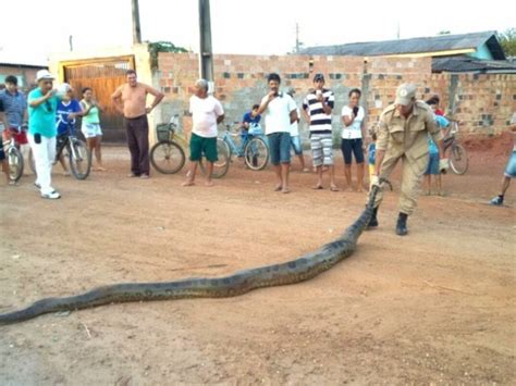 G Sucuri De Metros Encontrada Por Crian As Perto De Casas Em Mt