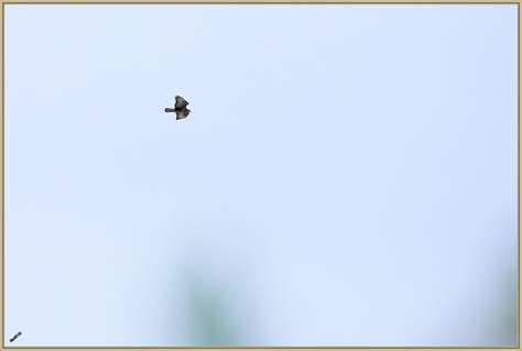 Montpellier 2021 Oiseaux Balades