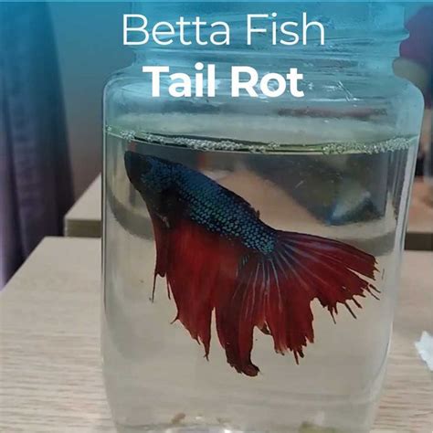 Betta Fish Fin Rot What Is It How To Treat And Prevention Tips In