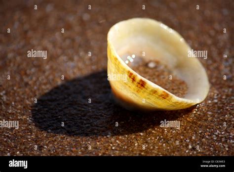 Shell On Beach Stock Photo Alamy