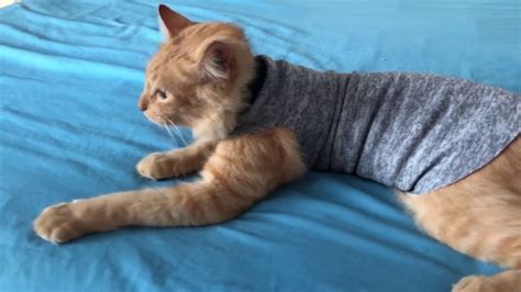 Diy Su Ter Para Gatos F Cil Con Ropa Vieja Youtube