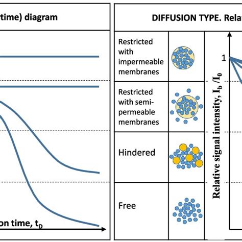 four diffusion types non restricted hindered restricted with download scientific diagram