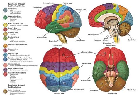 Parts Of The Brain And Their Functions Chart