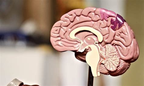 Neuropsicología Unidad 1 Corteza Cerebral y Complejidad Humana Cuadro