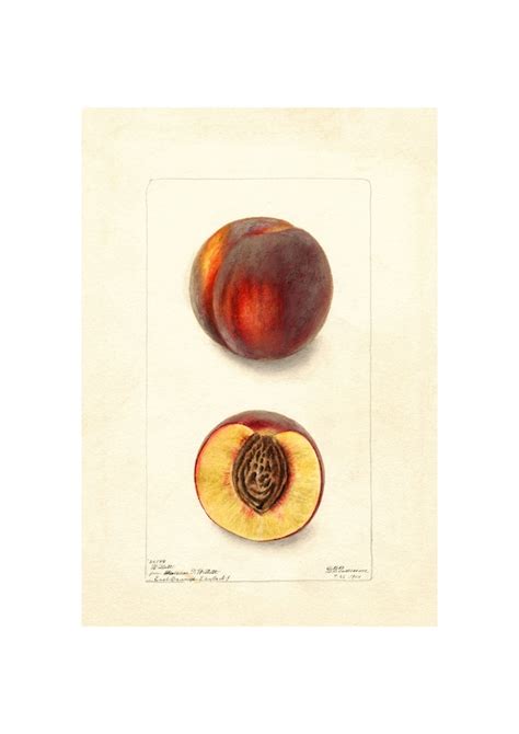 Küche Wandkunst Botanischer Druck Vintage Pfirsich Obst Etsy