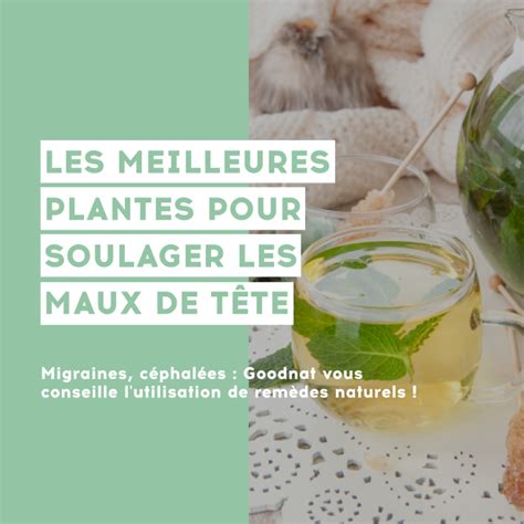 Les meilleures plantes pour soulager vos maux de tête Goodnat
