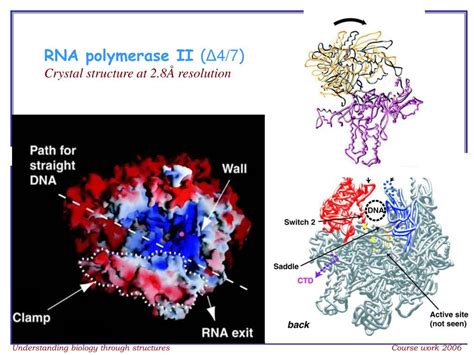 PPT Protein Nucleic Acid Interactions General Principles PowerPoint